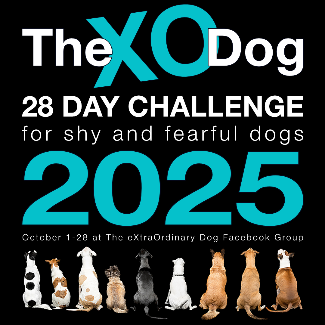 28 Day eXtraOrdinary Dog Challenge for Shy and Fearful Dogs | XO Dog ...